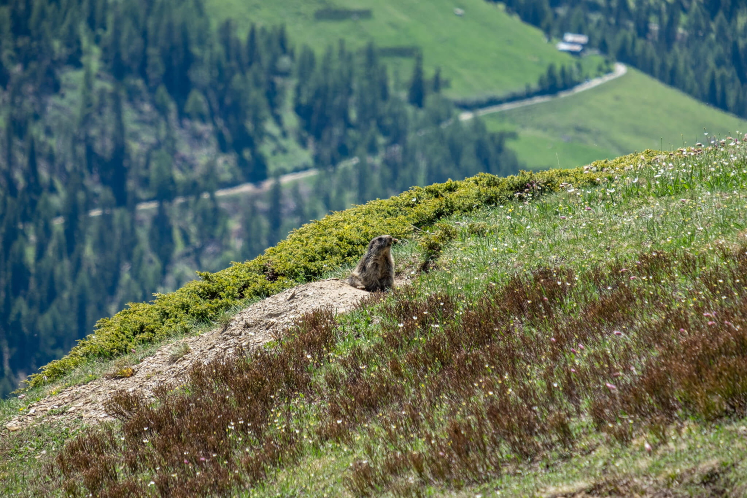 Rosswald - Ihr nächster Urlaub in den Walliser Bergen - mein-rosswald.ch